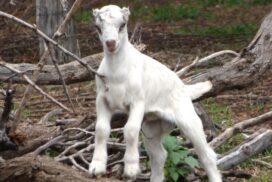 LaMancha Goat - Breed Profile - Goat Journal